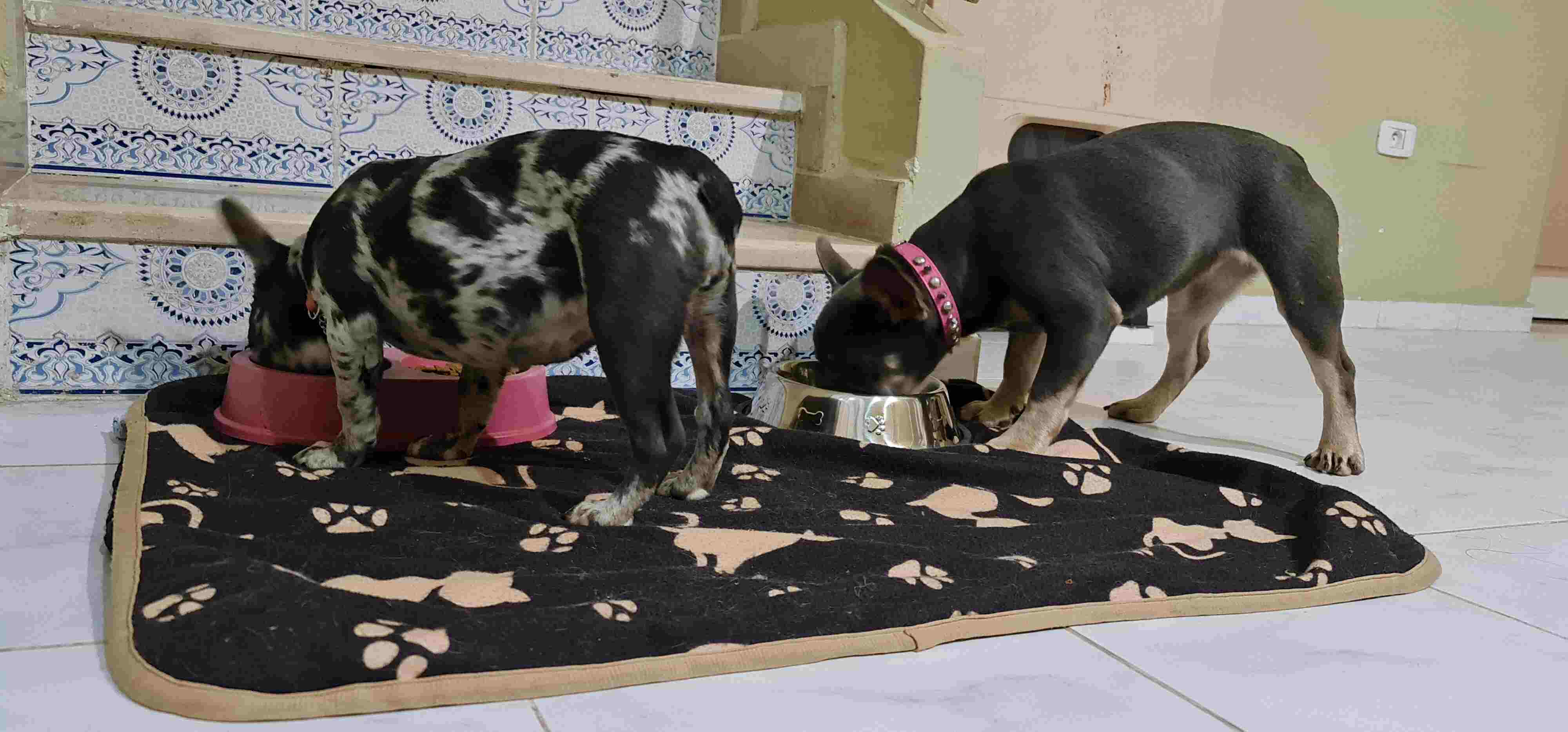Vikings dog : Dressage Expert à Tunis, Tunis, Tahar Haddad. | ijeni