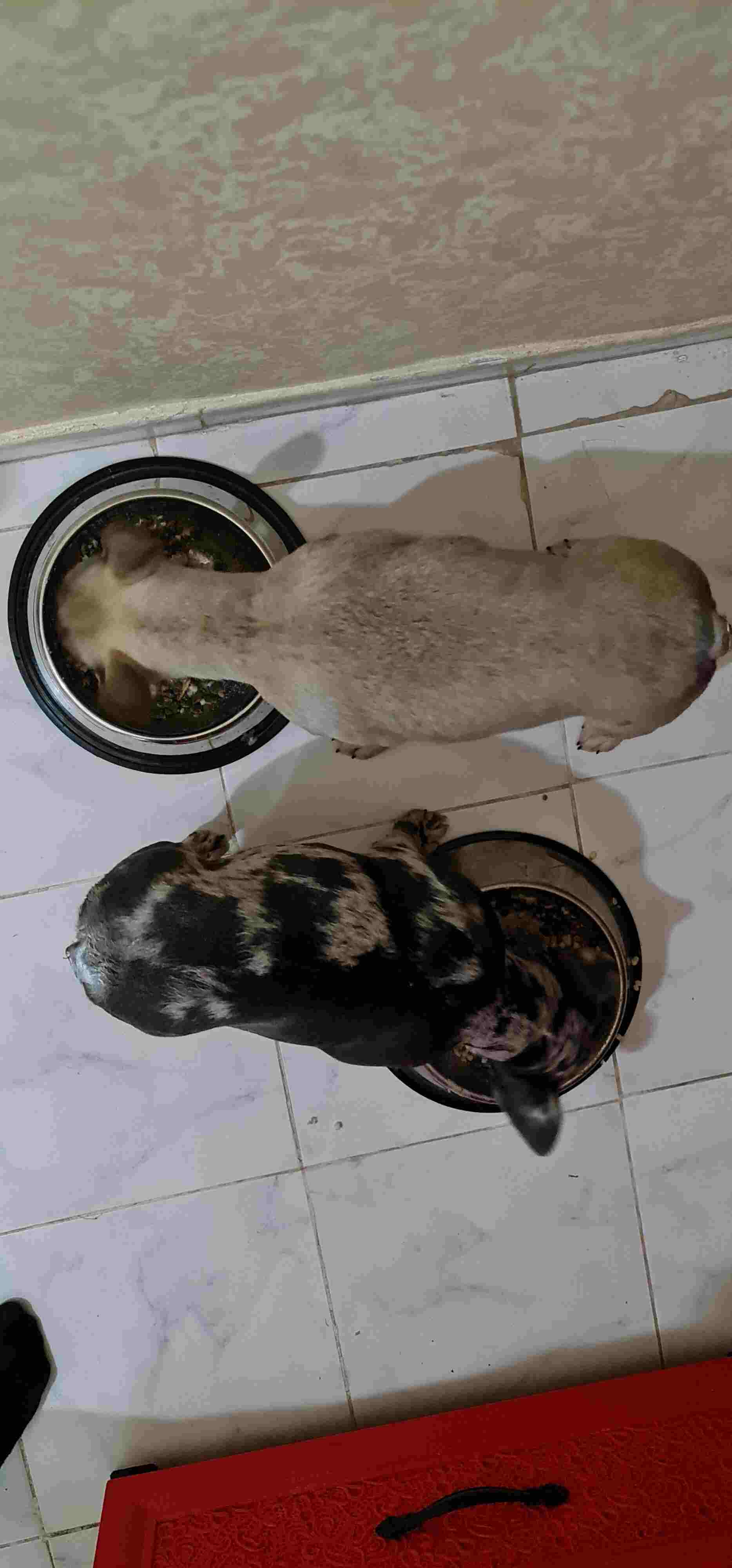 Vikings dog : Dressage Expert à Tunis, Tunis, Tahar Haddad. | ijeni