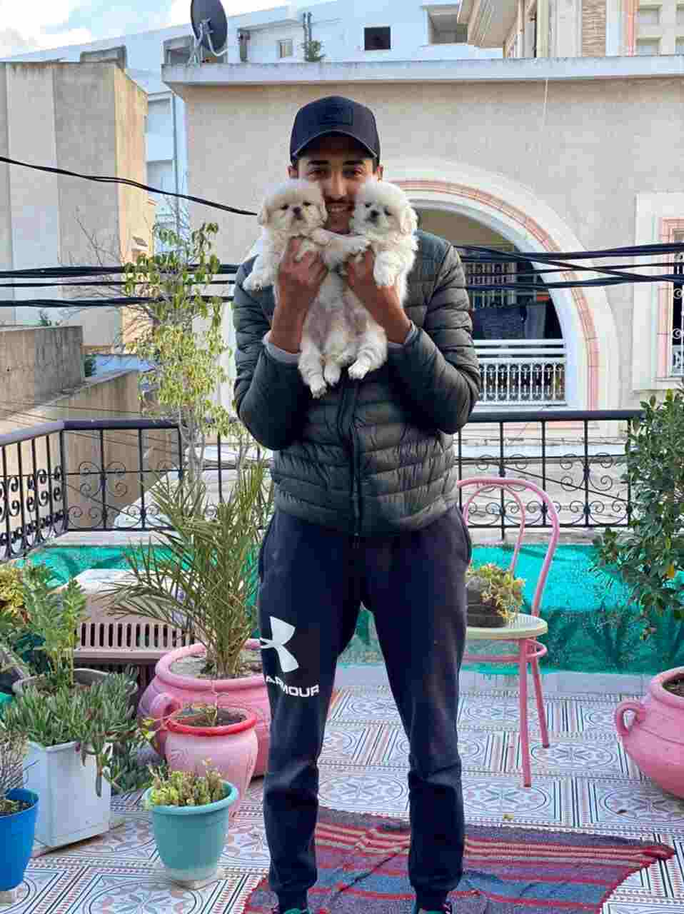 Vikings dog : Dressage Expert à Tunis, Tunis, Tahar Haddad. | ijeni