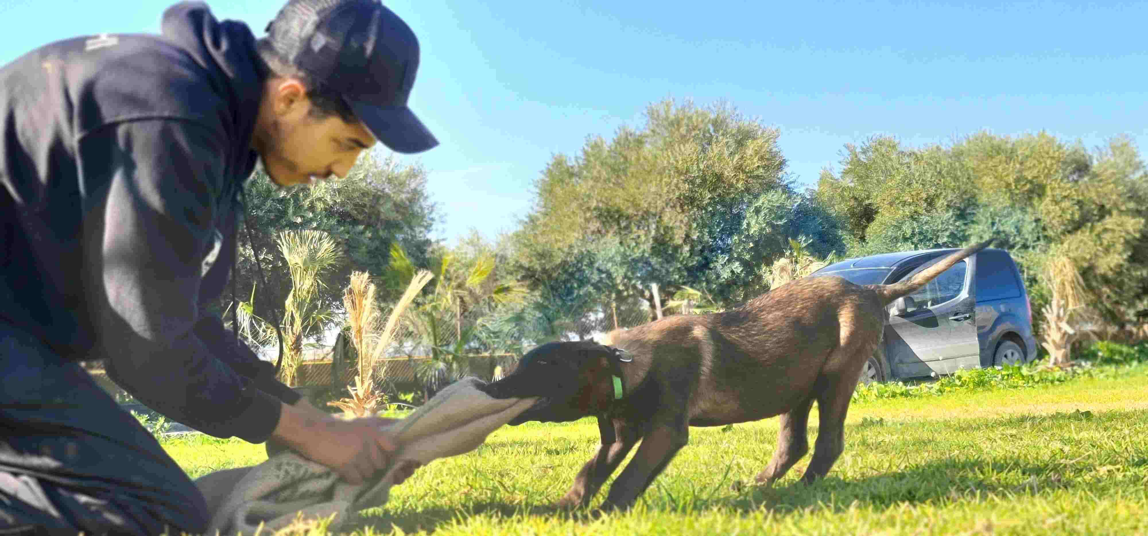 Vikings dog : Dressage Expert à Tunis, Tunis, Tahar Haddad. | ijeni