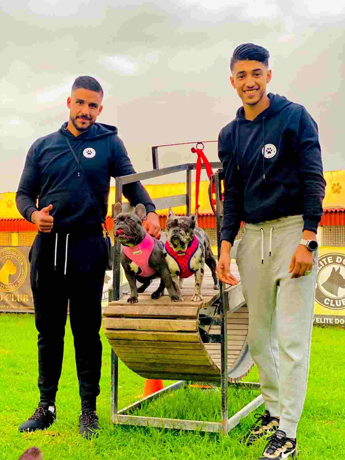 Vikings dog : Dressage Expert à Tunis, Tunis, Tahar Haddad. | ijeni